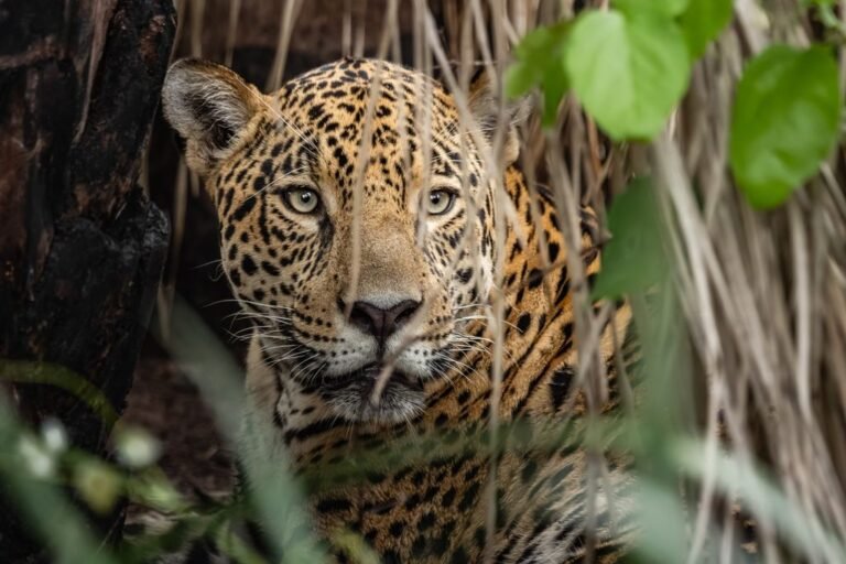 Dia Nacional da Onça-Pintada: a força do maior felino das Américas e o ...